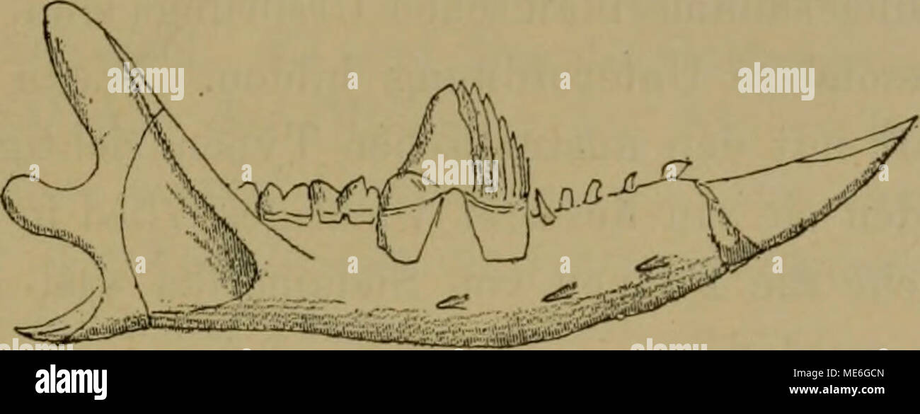. Die geographische Verbreitung und geologische Entwickelung der ...