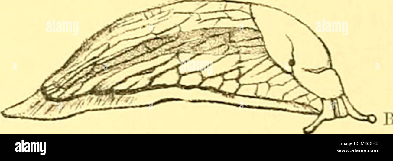 Runzeln hi-res stock photography and images - Alamy