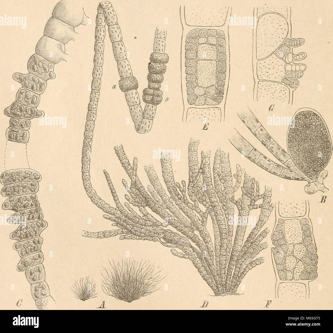 Leptonema hi-res stock photography and images - Alamy