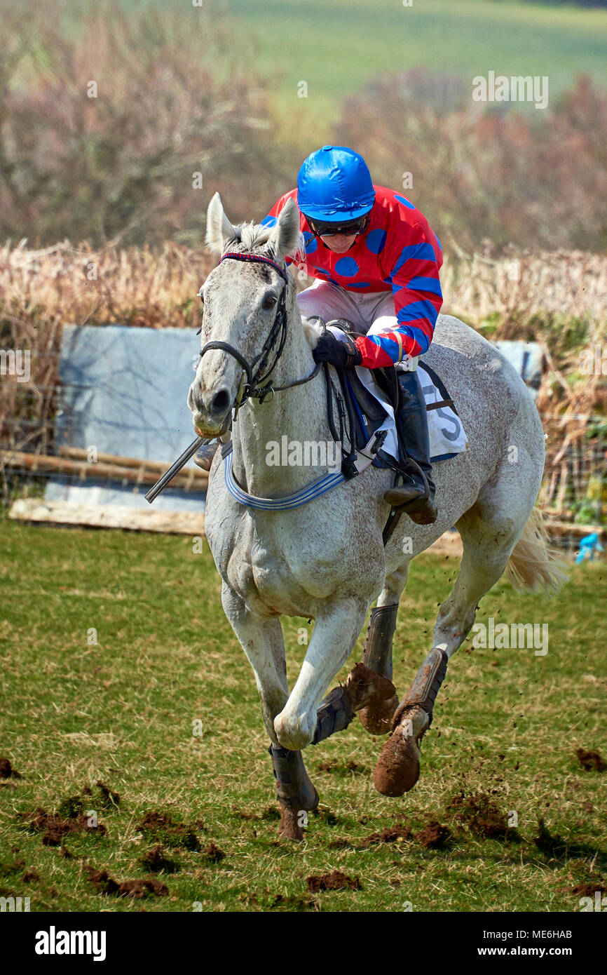 Horse and rider at full gallop during a point-to-point event Stock ...