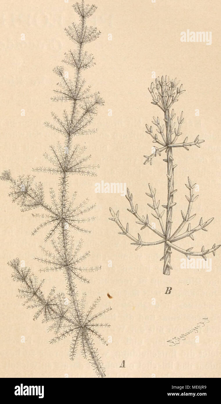 Morphology of chara hi-res stock photography and images - Alamy