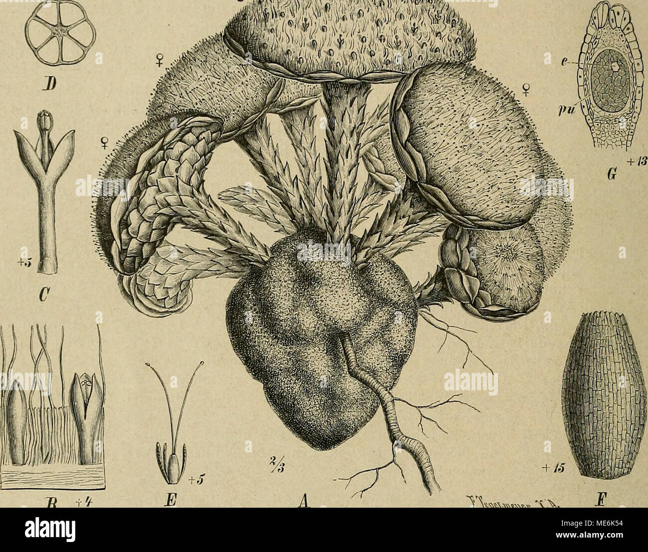 Querschnitt et langsschnitt hi-res stock photography and images - Alamy