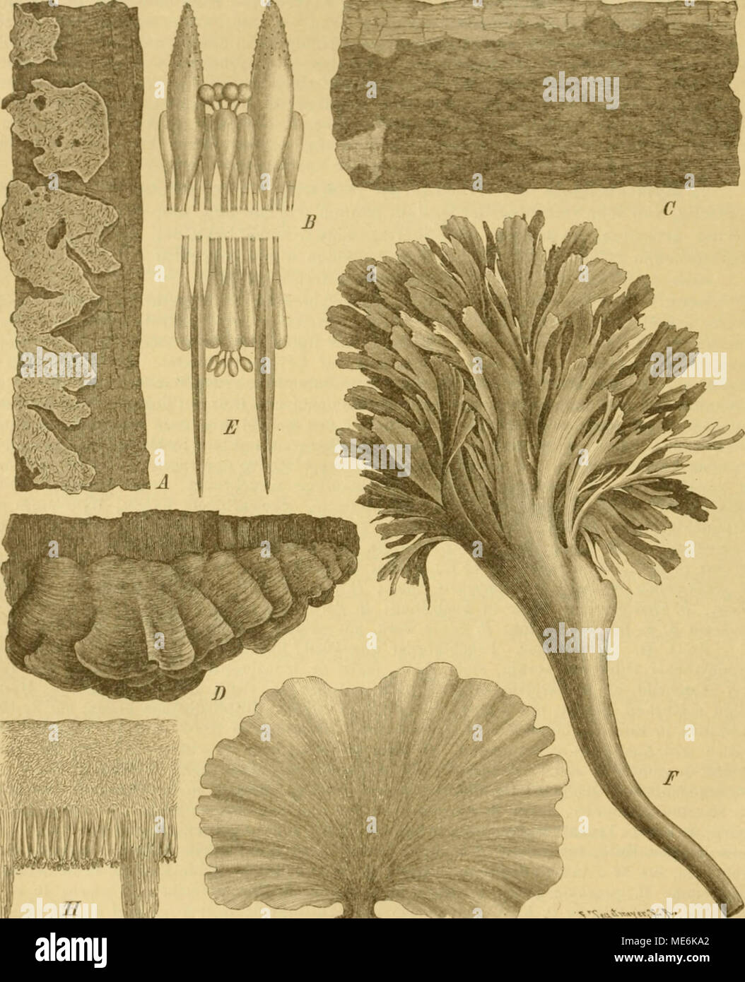 Querina hi-res stock photography and images - Alamy