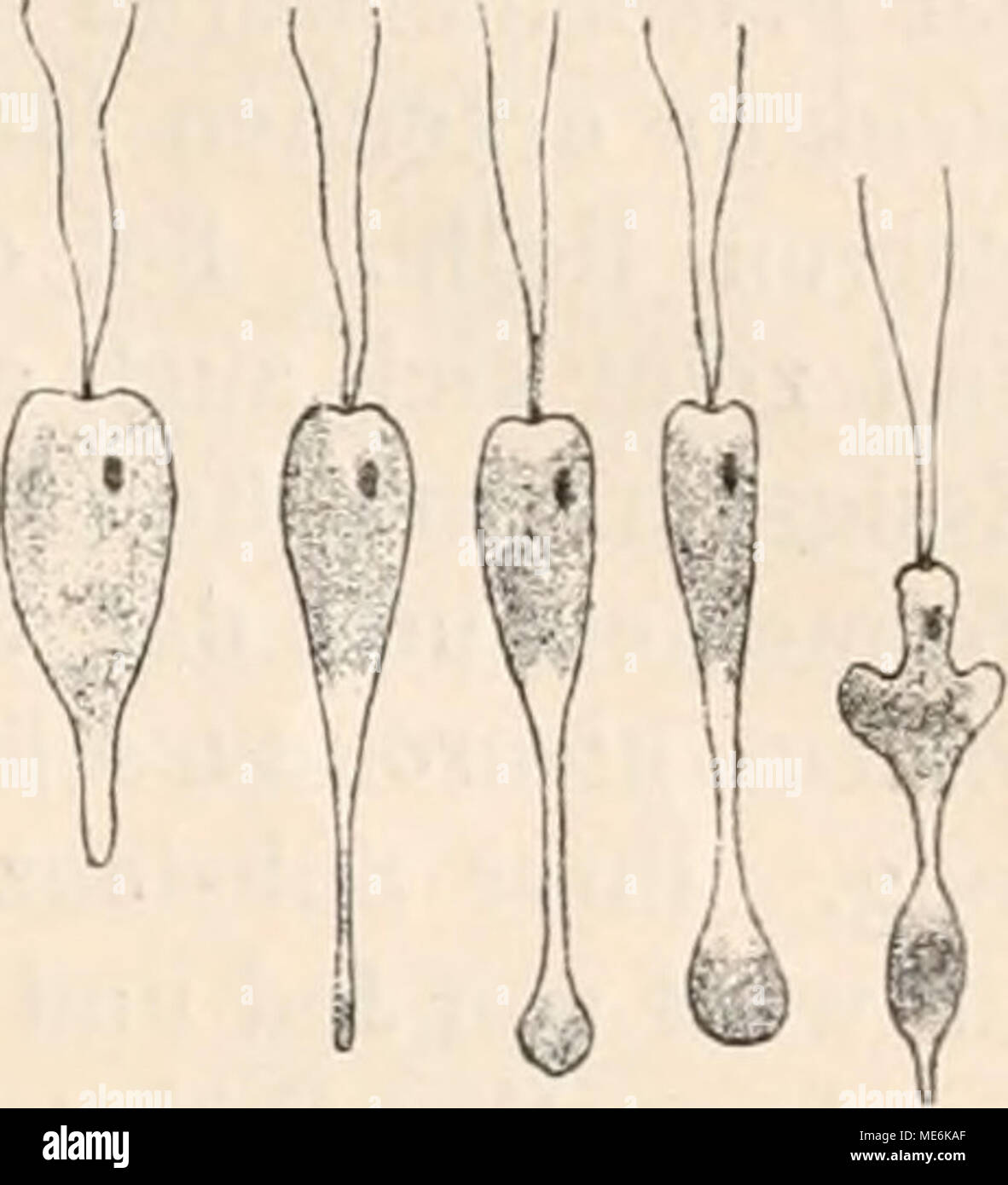Metabolie hi-res stock photography and images - Alamy