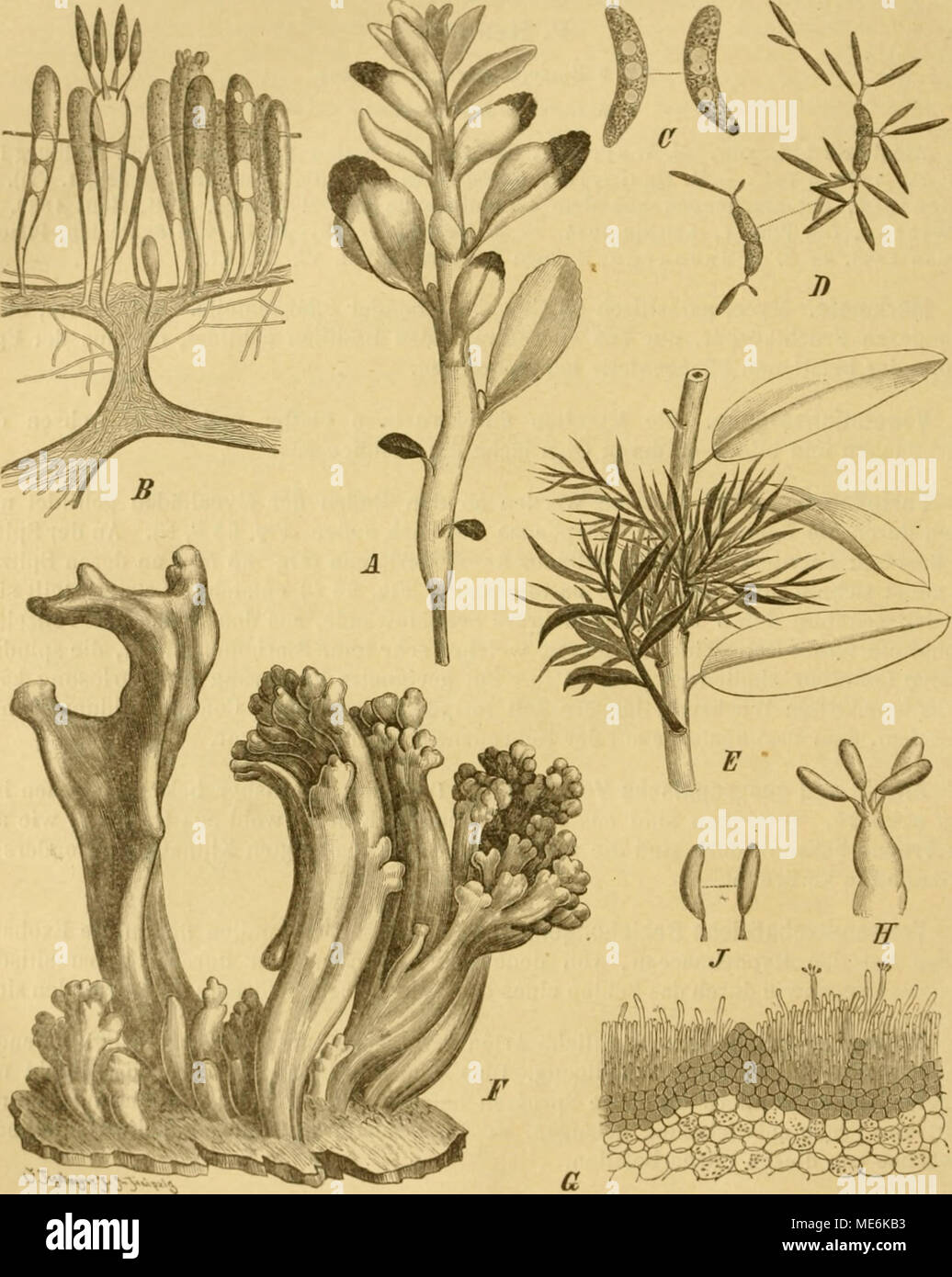 Exobasidium hi-res stock photography and images - Alamy