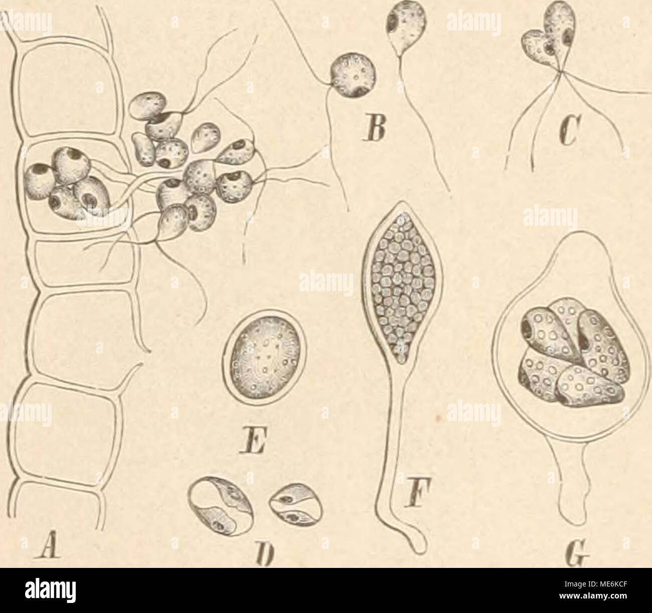 Ulothrix hi-res stock photography and images - Alamy