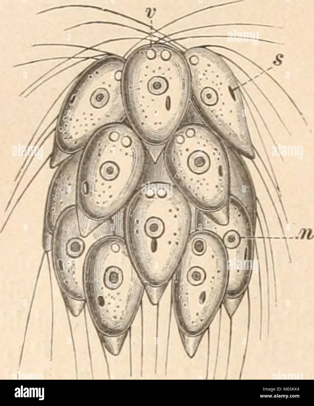 650 arten hi-res stock photography and images - Alamy