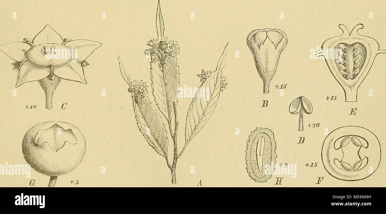 49 arten hi-res stock photography and images - Alamy