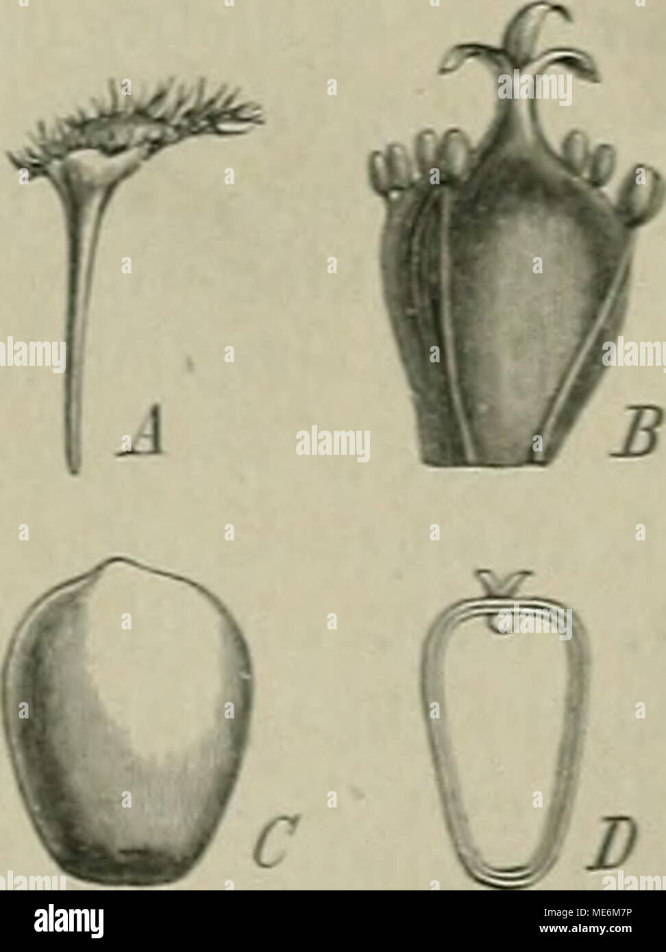 Langsschnitt a b hi-res stock photography and images - Alamy