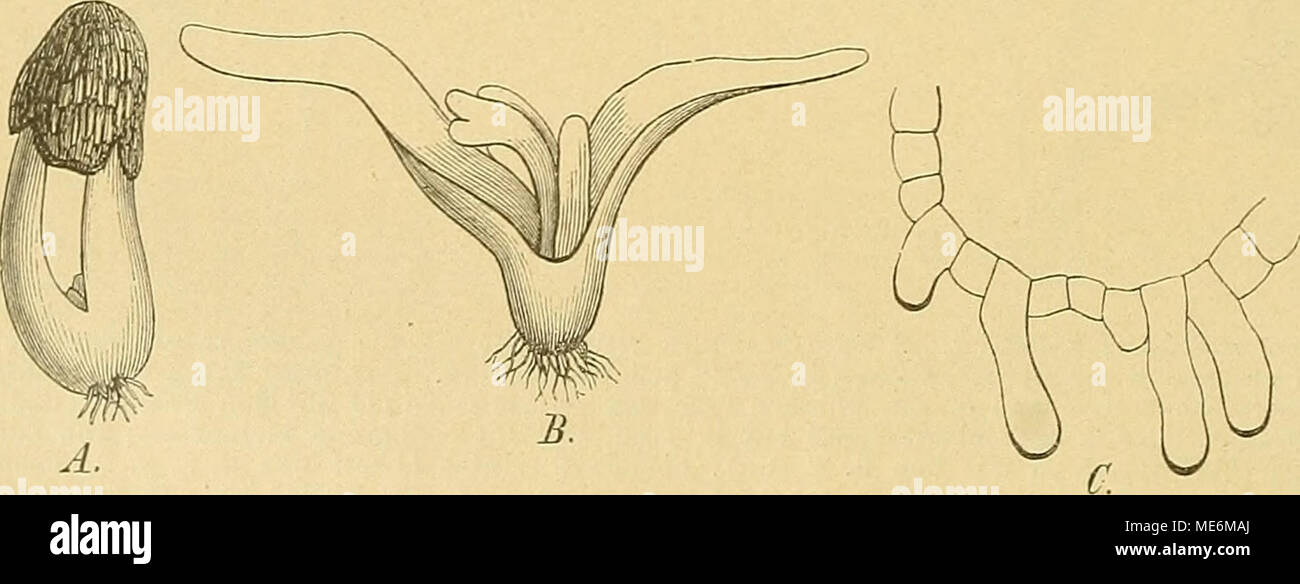 Dorsiventral hi-res stock photography and images - Alamy