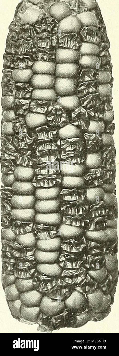 . Die mutationstheorie. Versuche und beobachtungen über die entstehung ...