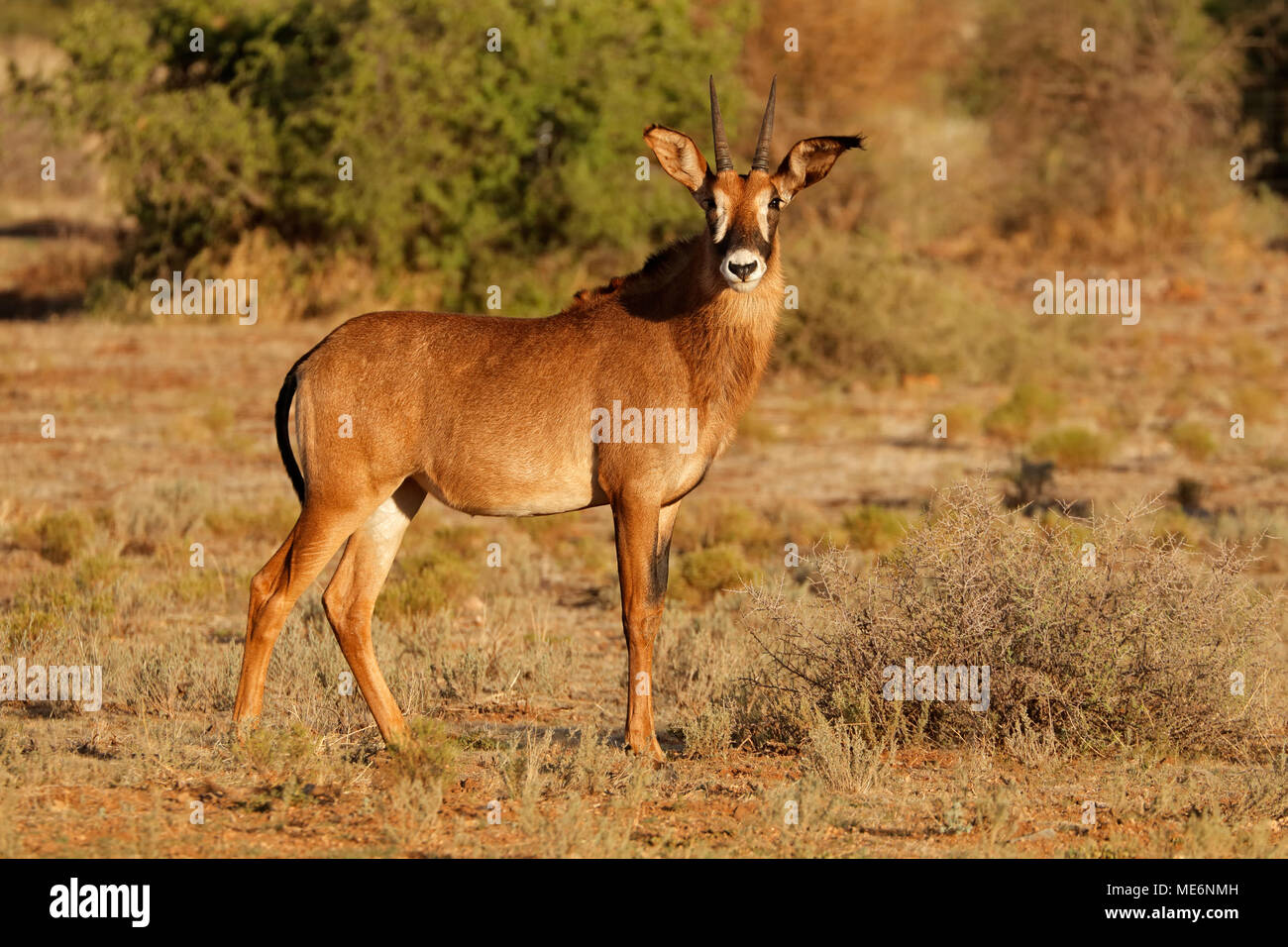A rare roan antelope (Hippotragus equinus) in natural habitat, South ...