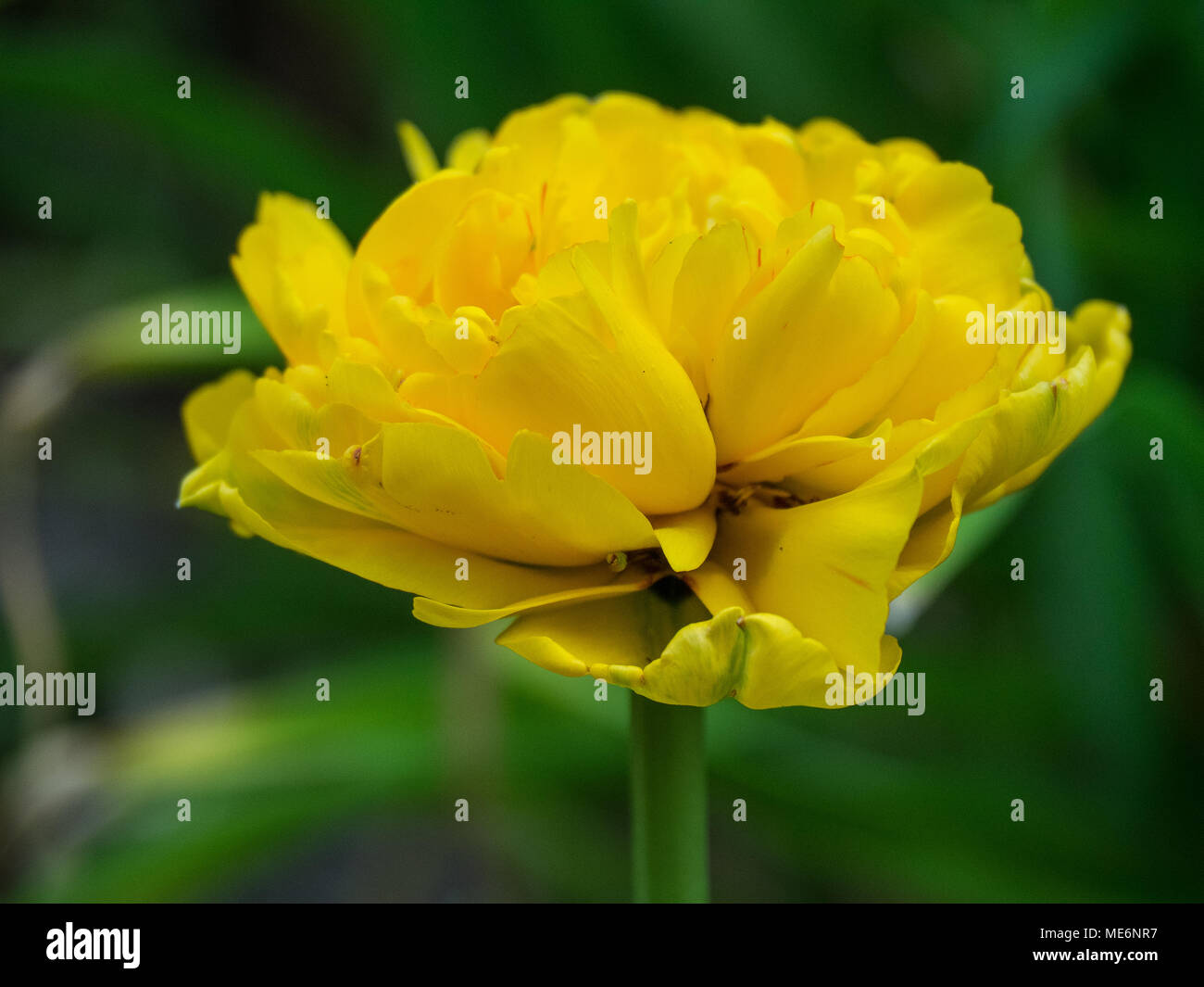 spring time in a german garden Stock Photo - Alamy