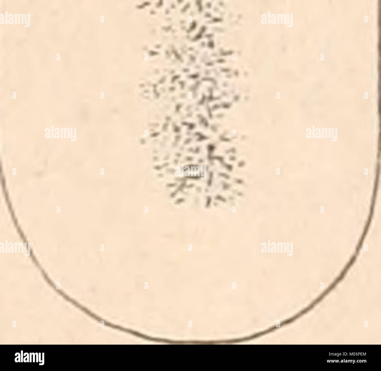 Bacterium classification hi-res stock photography and images - Alamy