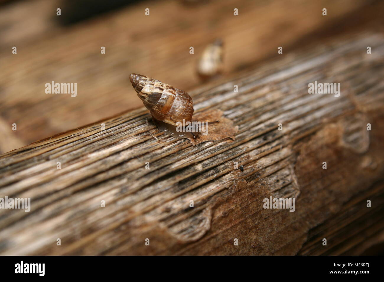 Cone shell hi-res stock photography and images - Alamy