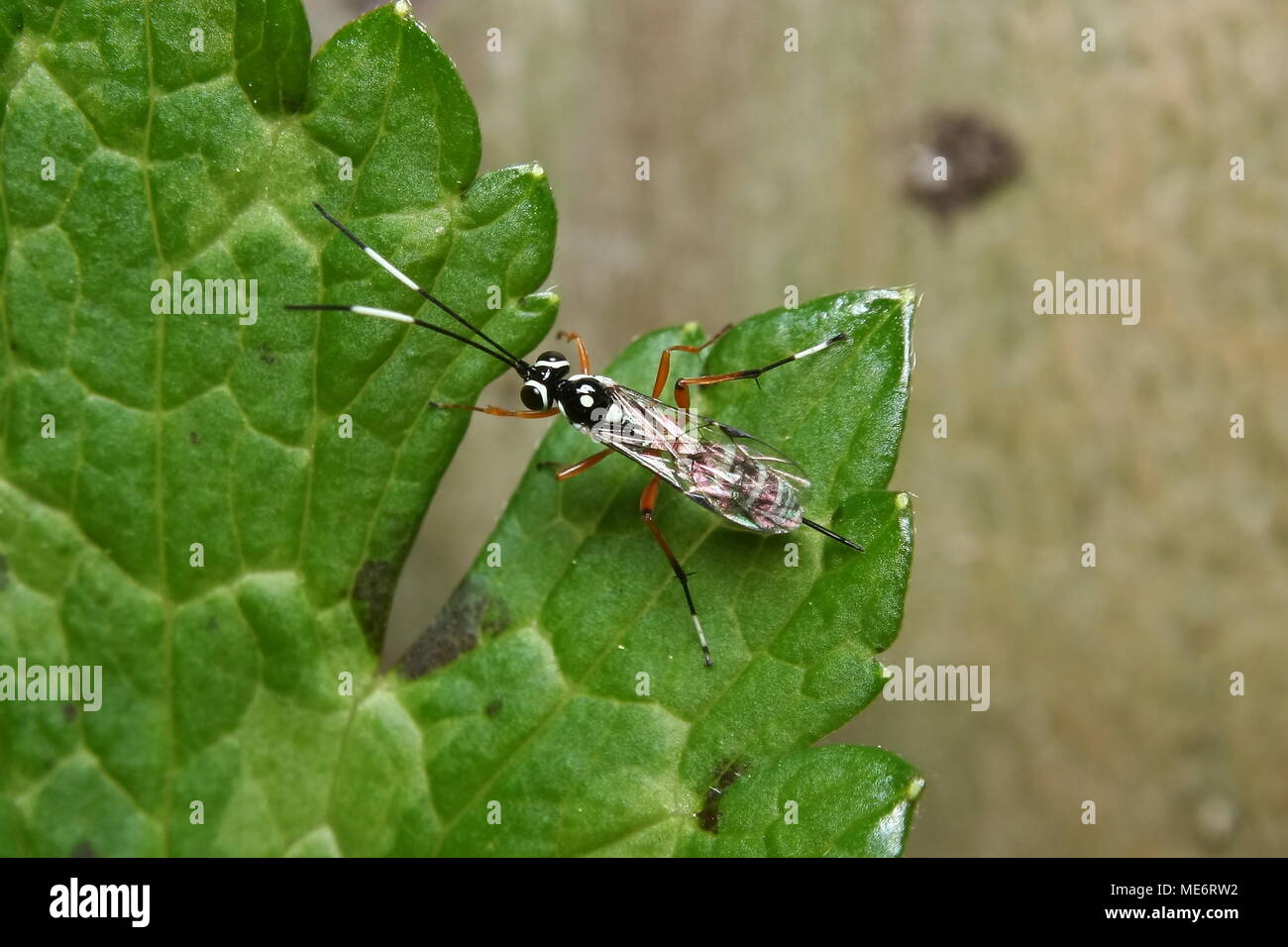 Ichneumon fly hi-res stock photography and images - Alamy