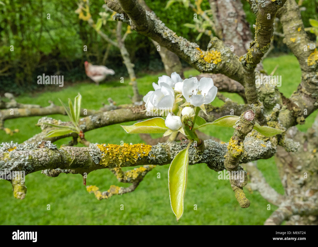 Cider tree hi-res stock photography and images - Alamy