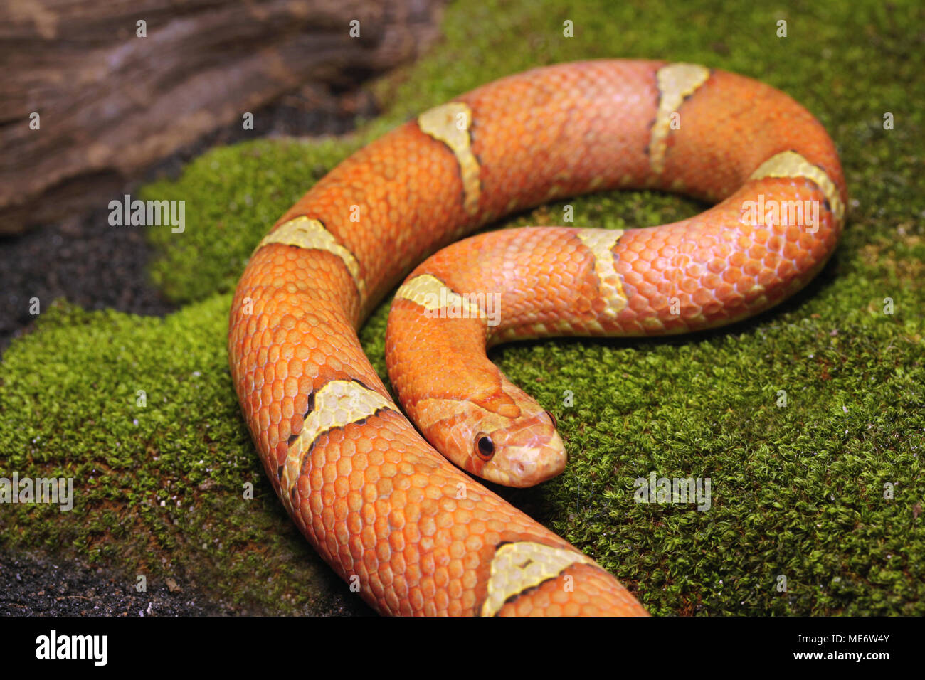 Malayan Brown Kukri Snake Stock Photo - Alamy