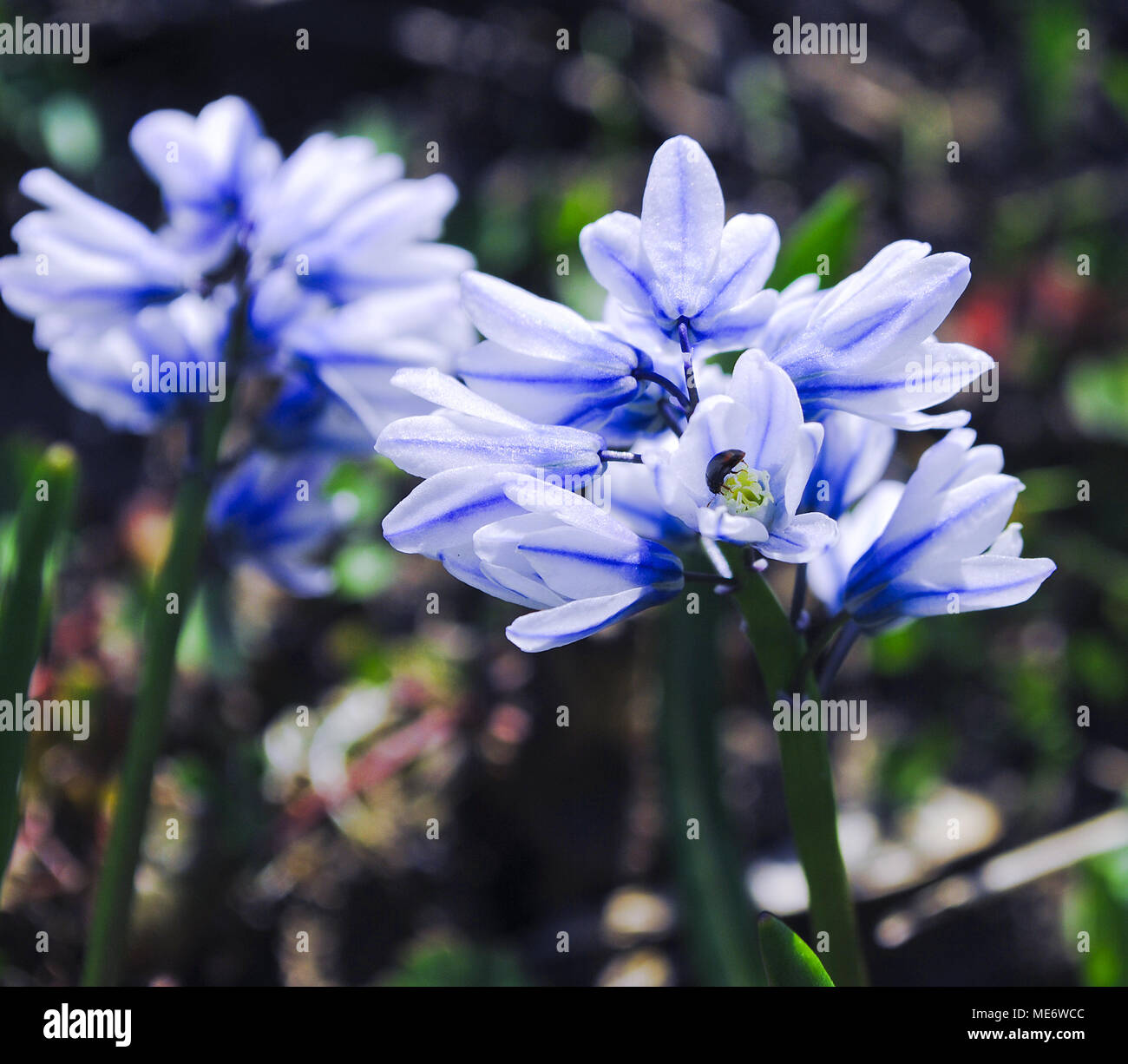 hyacinth Spring on the beautiful and sunny meadow Stock Photo - Alamy