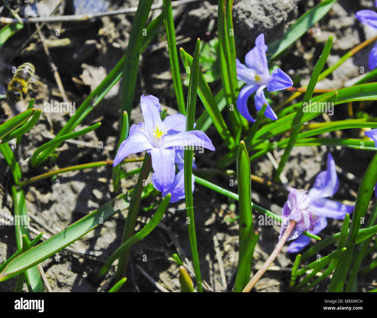 Nice spring flower scilla hi-res stock photography and images - Alamy