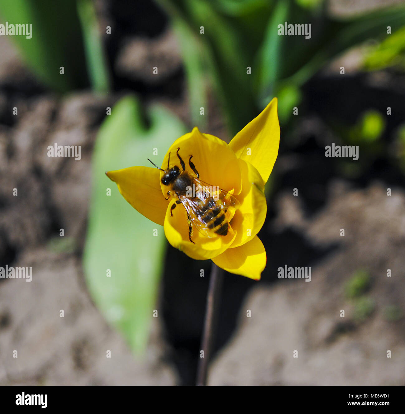 Yellow tulip Spring on the beautiful and sunny meadow Stock Photo - Alamy