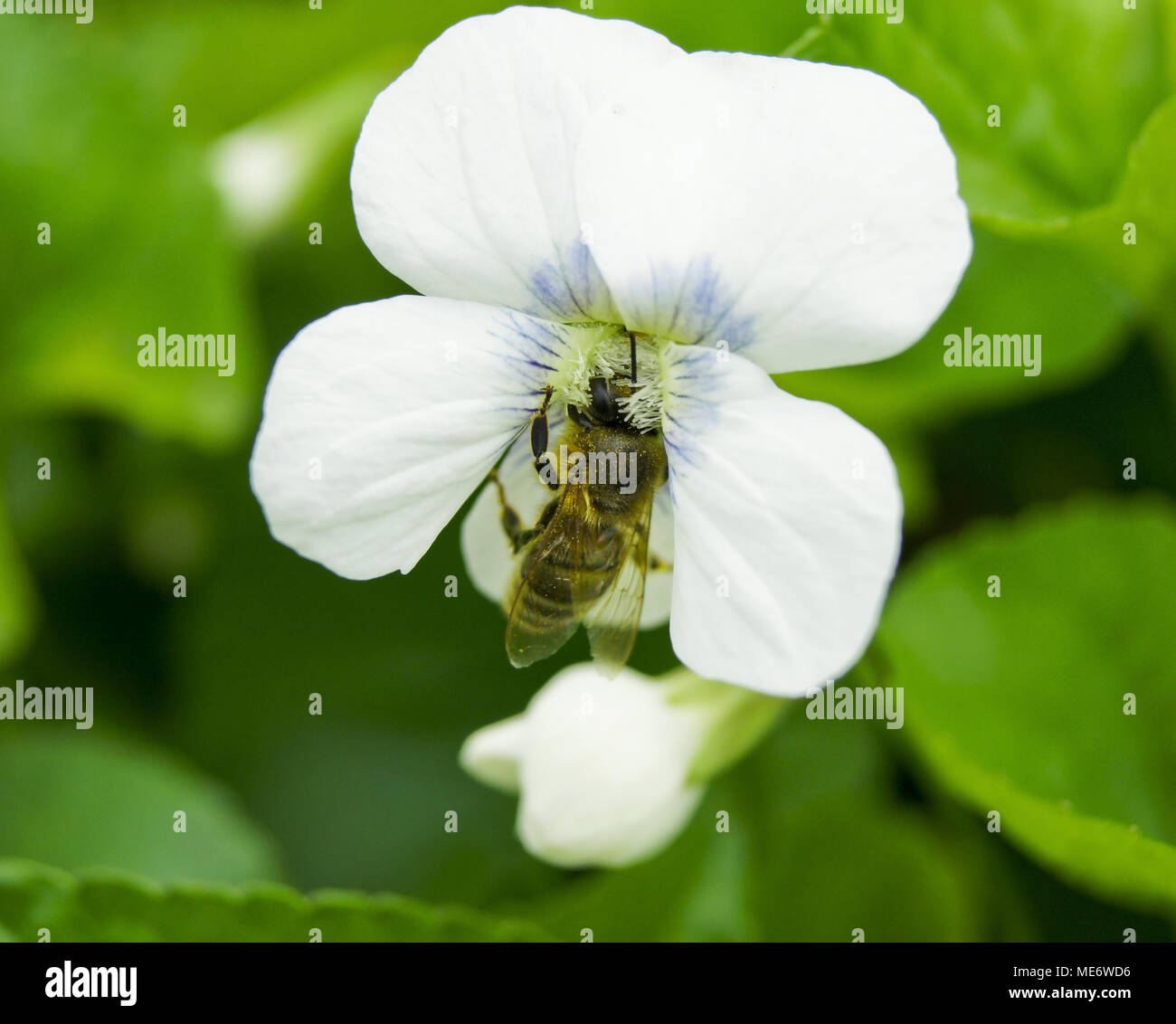 Viola white Spring on the beautiful and sunny meadow Stock Photo - Alamy