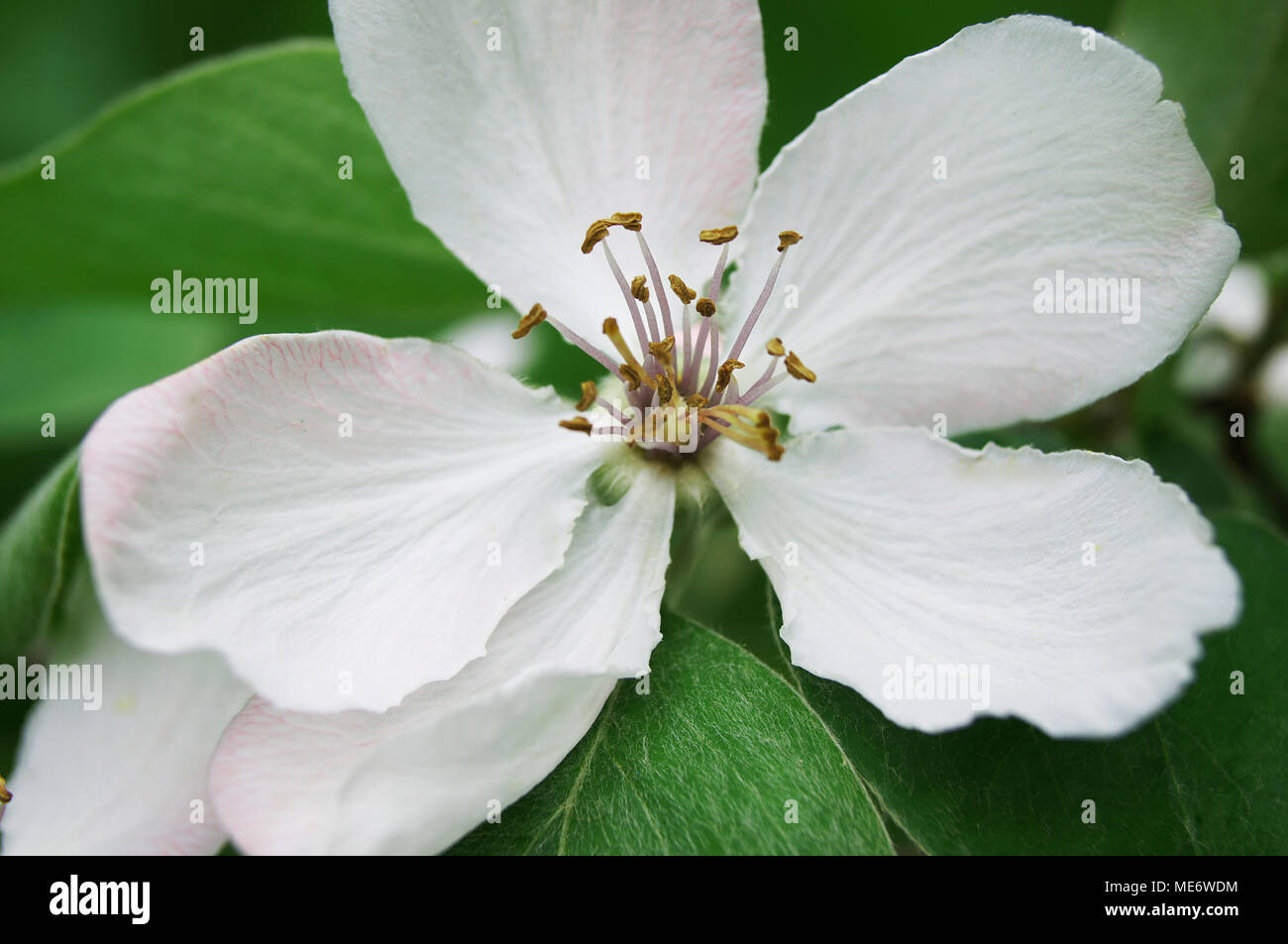 Quince blossom tree Spring on the beautiful and sunny meadow Stock ...