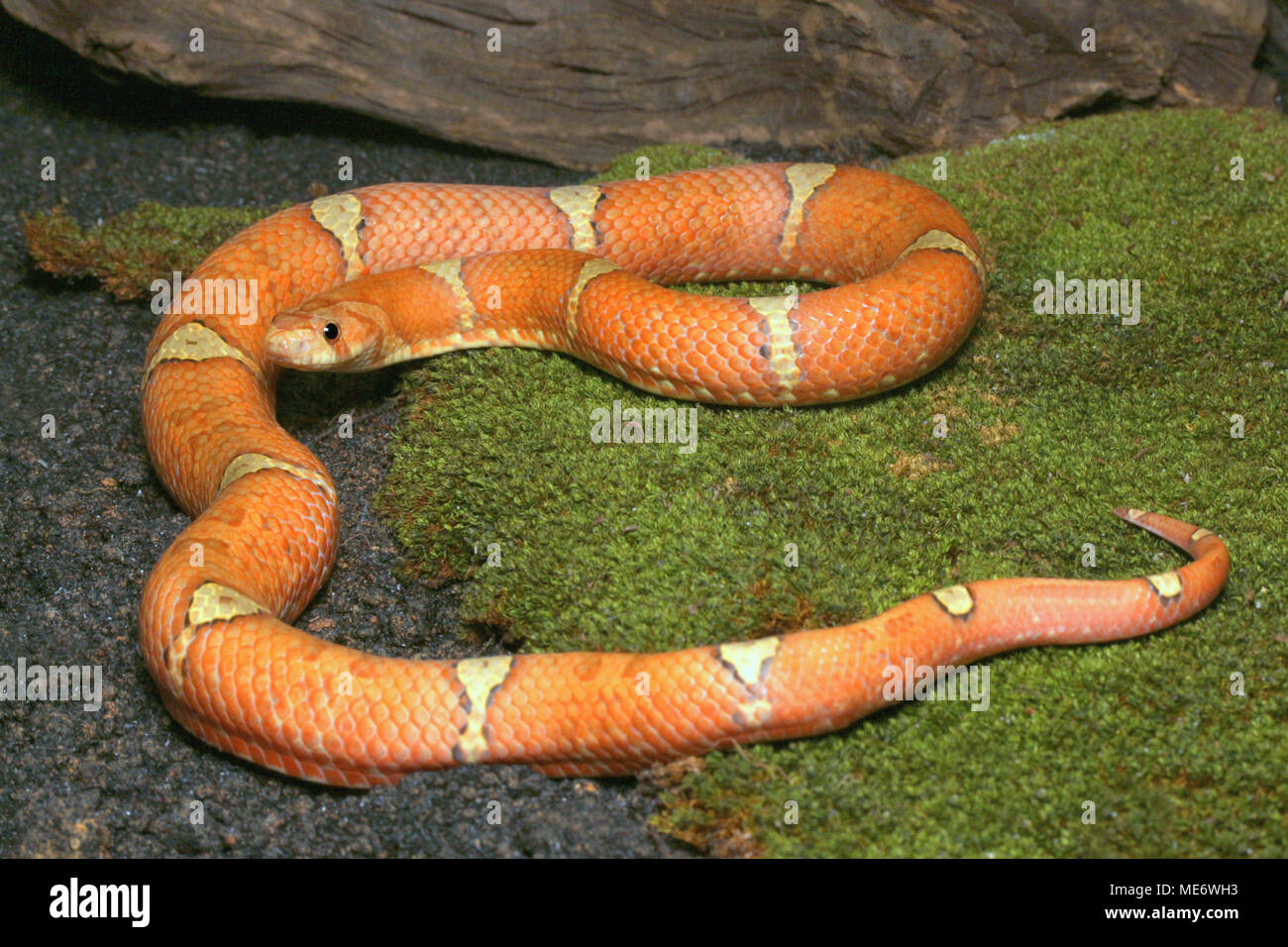 Malayan Brown Kukri Snake Stock Photo - Alamy