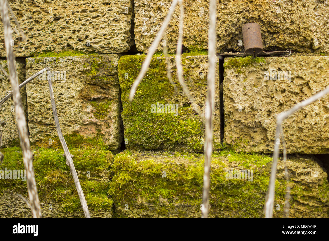 Moss on a Stone Wall. For your commercial and editorial use Stock Photo ...