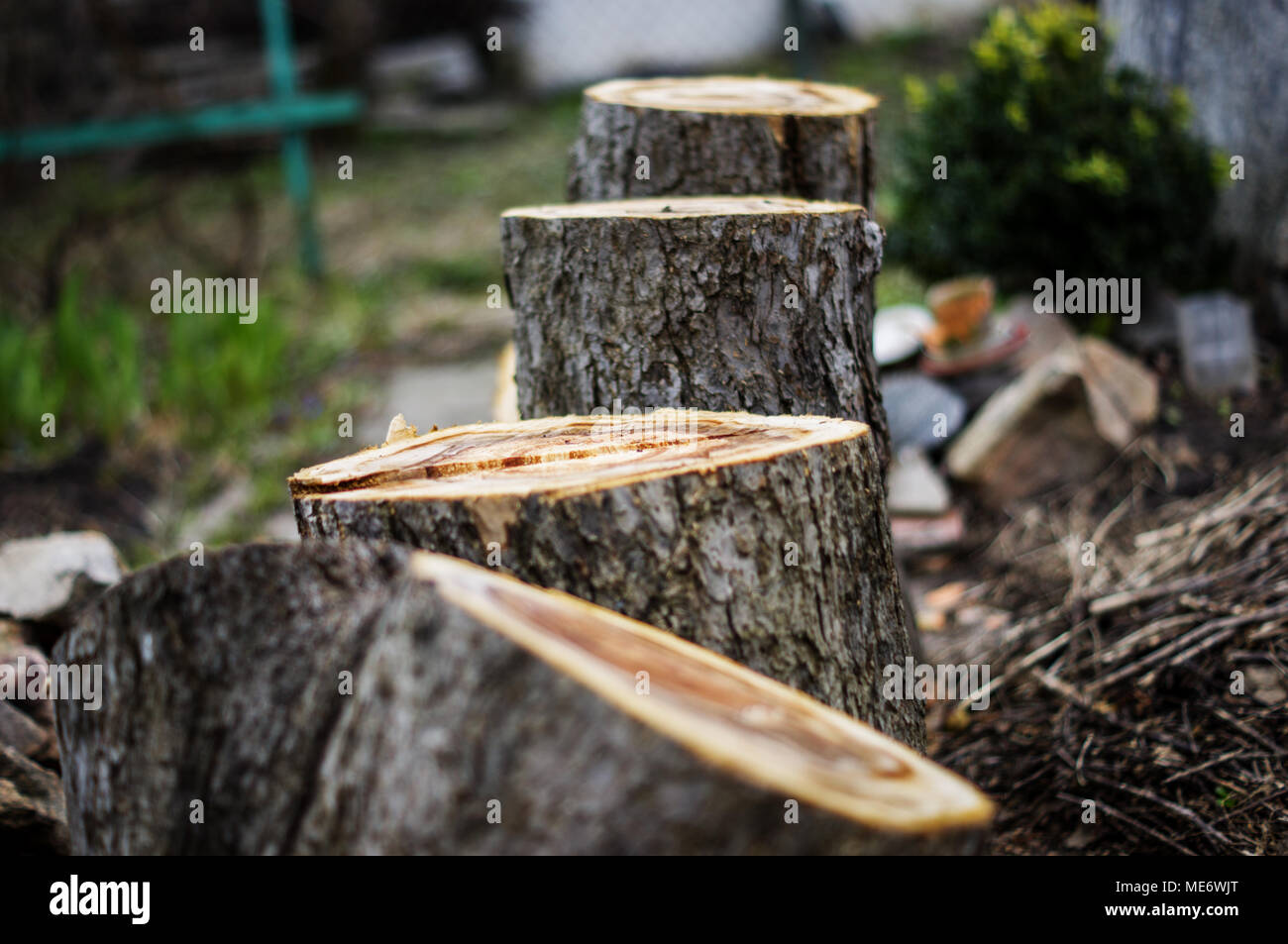 saw cut tree. For your commercial and editorial use Stock Photo - Alamy