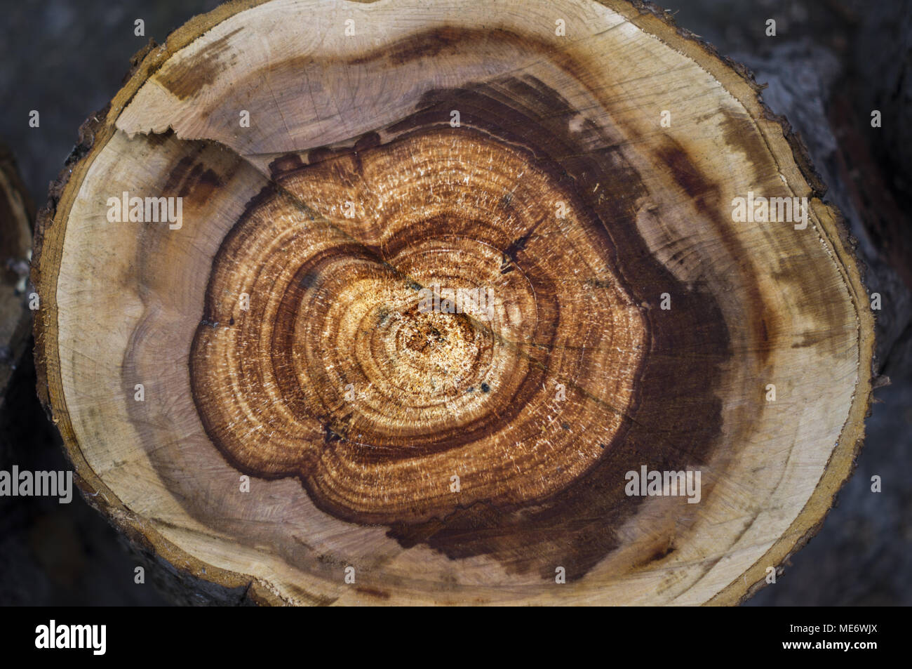 saw cut tree. For your commercial and editorial use Stock Photo - Alamy