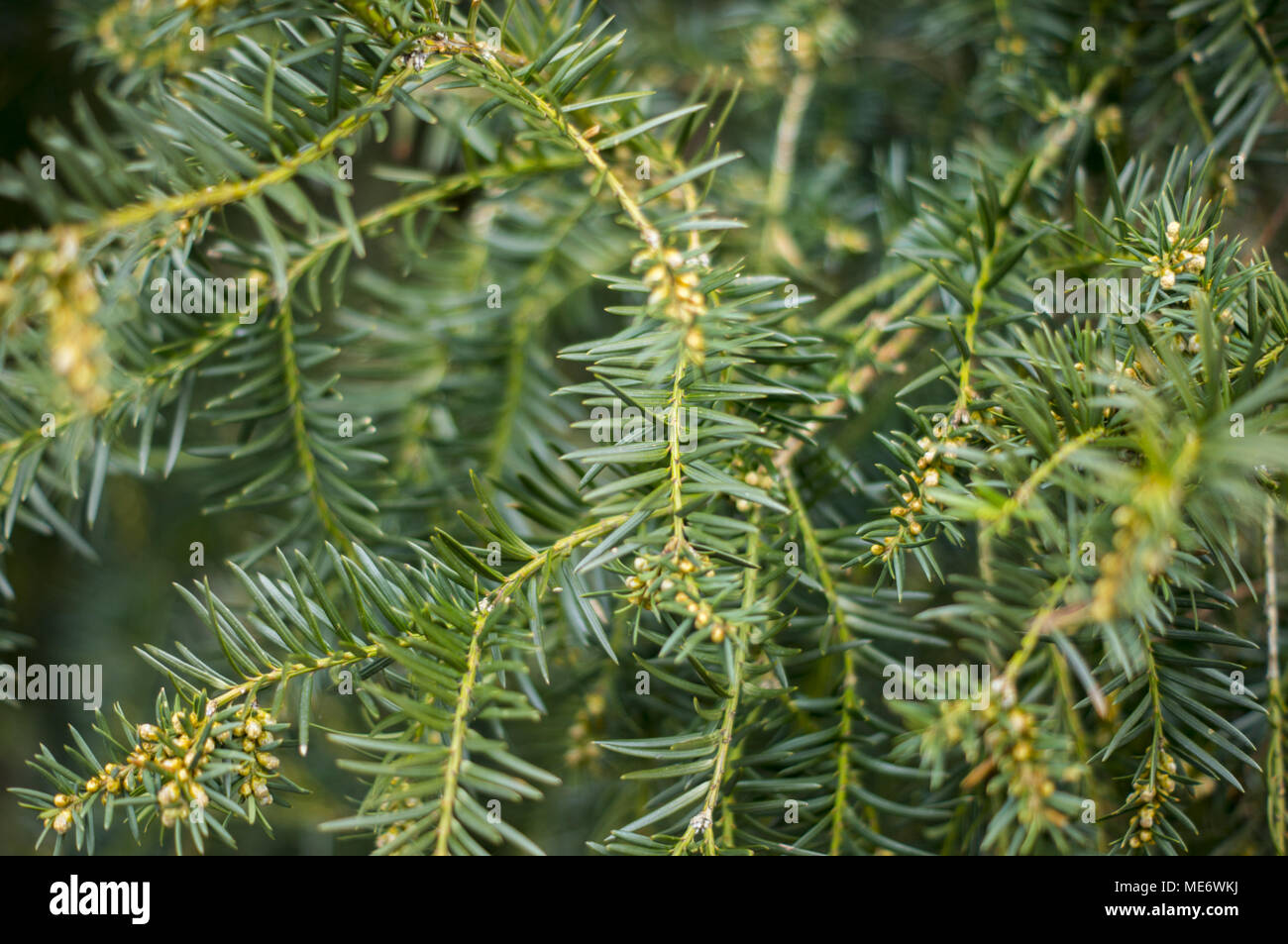 Spiky juniper tree in Spring. For your commercial and editorial use ...