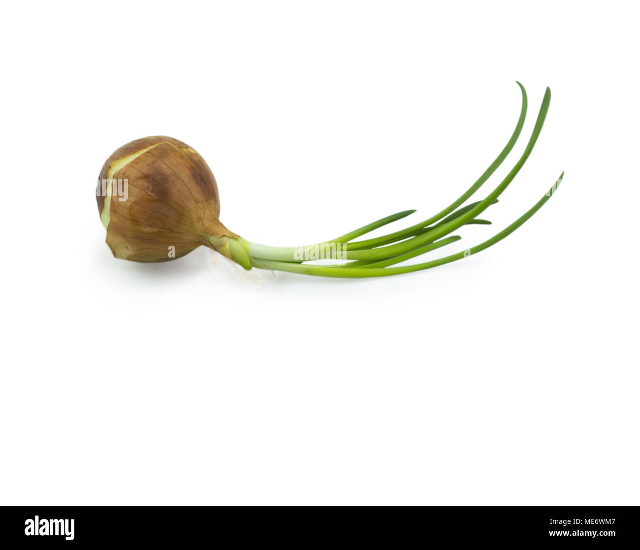 Sprouting onions isolated on white background. For your commercial and ...
