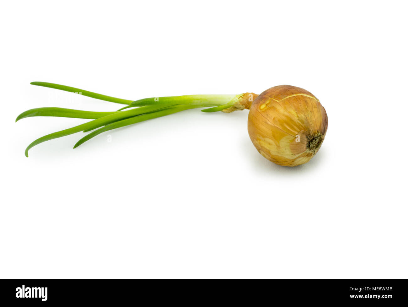 Sprouting onions isolated on white background. For your commercial and ...