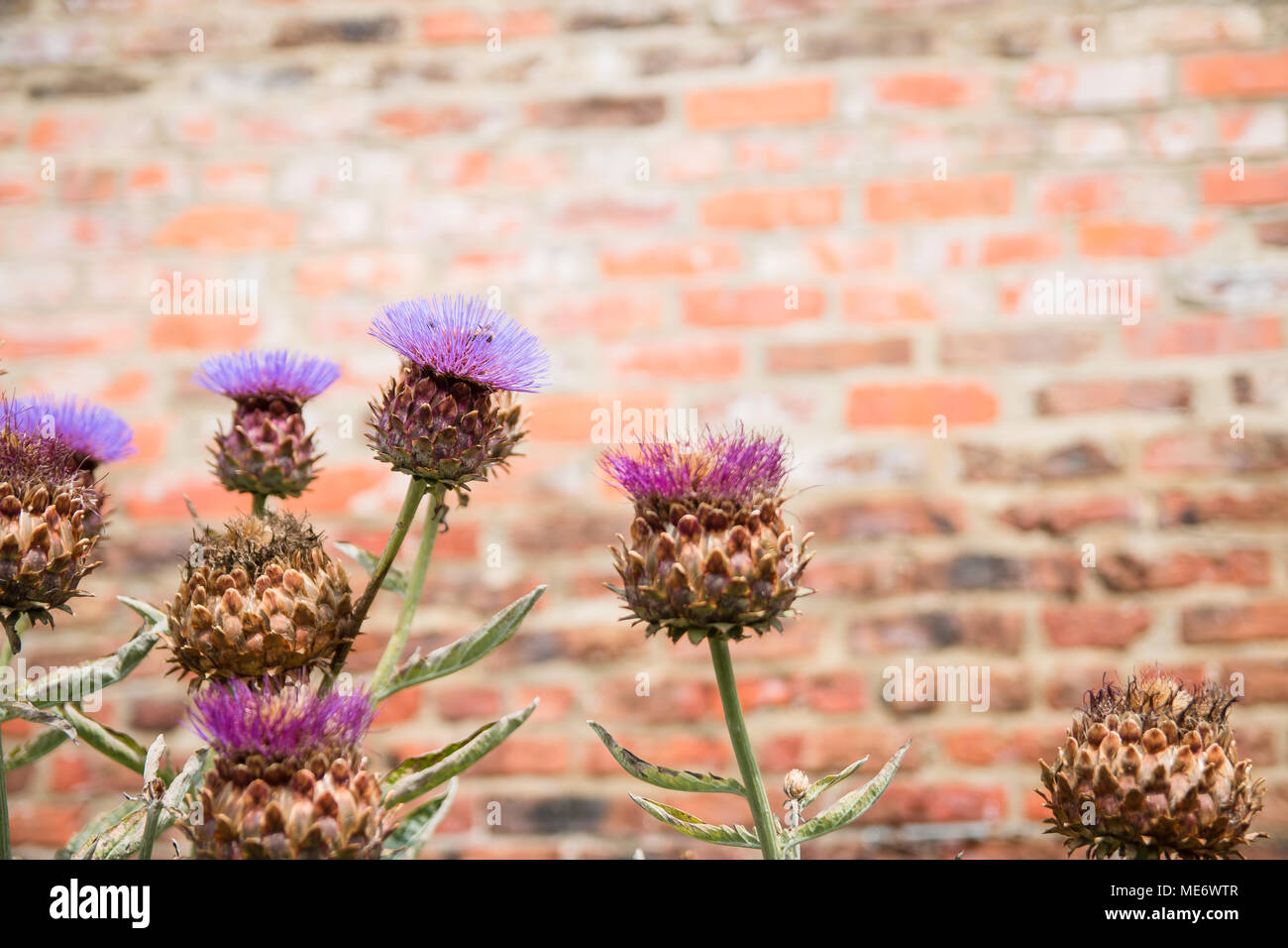 English Country Garden provides the perfect opportunity to photograph ...