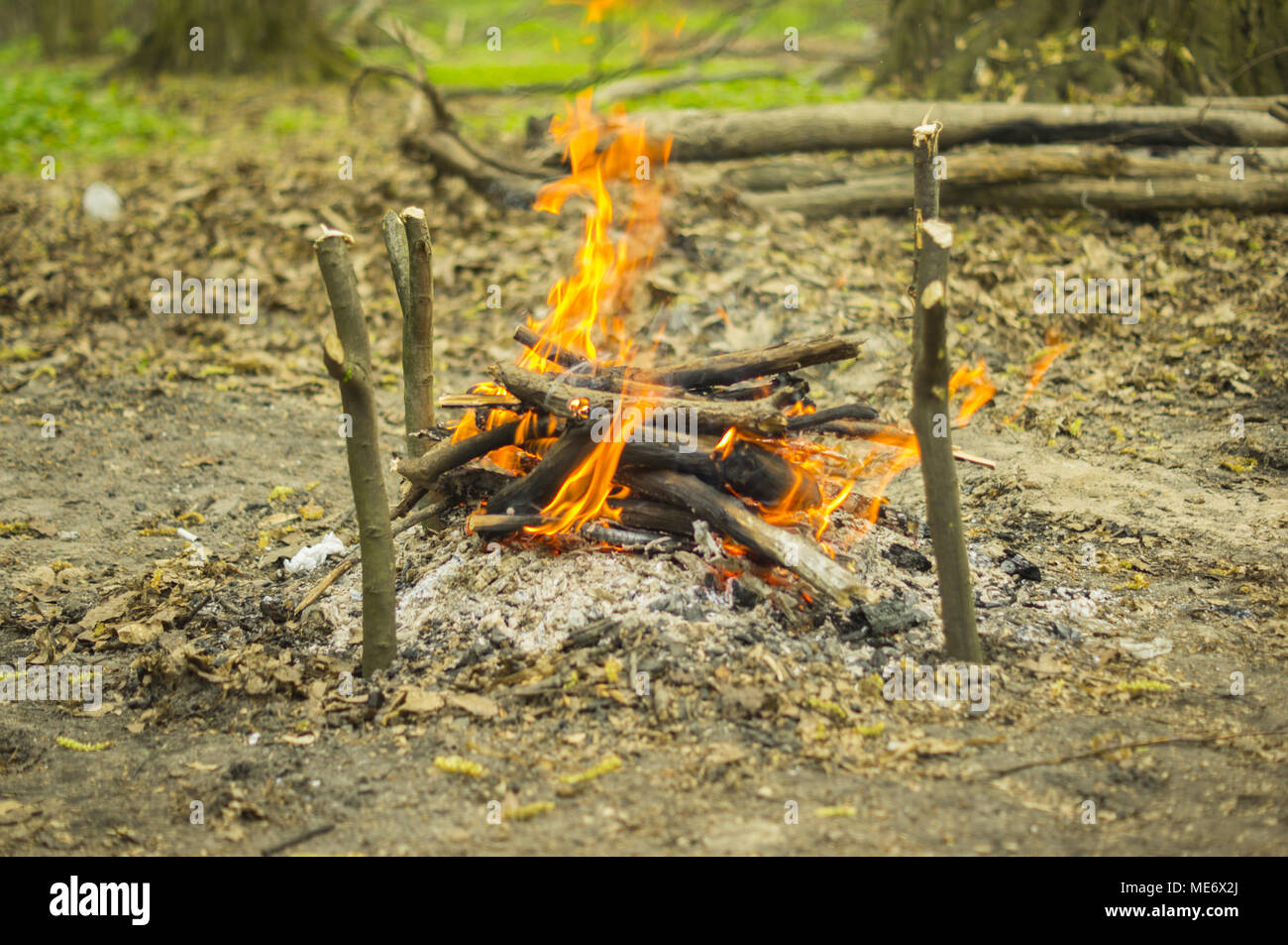 Closeup of bonfire in the wood. For your commercial and editorial use ...