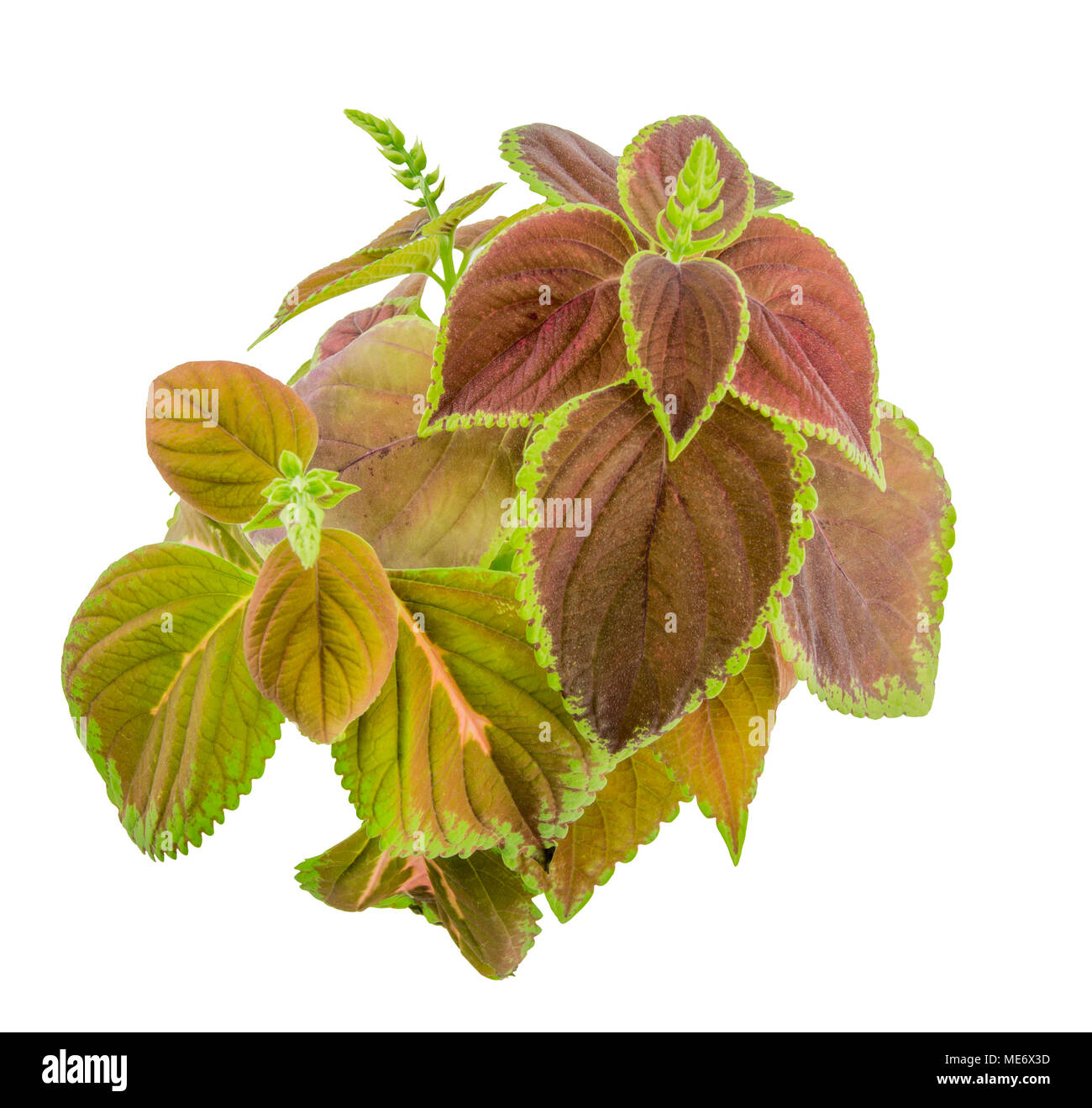 Coleus isolated over white background. For your commercial and ...