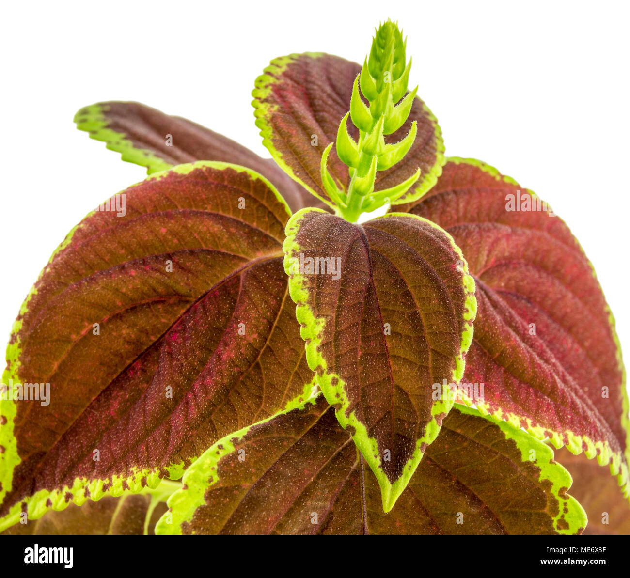 Coleus isolated over white background. For your commercial and ...