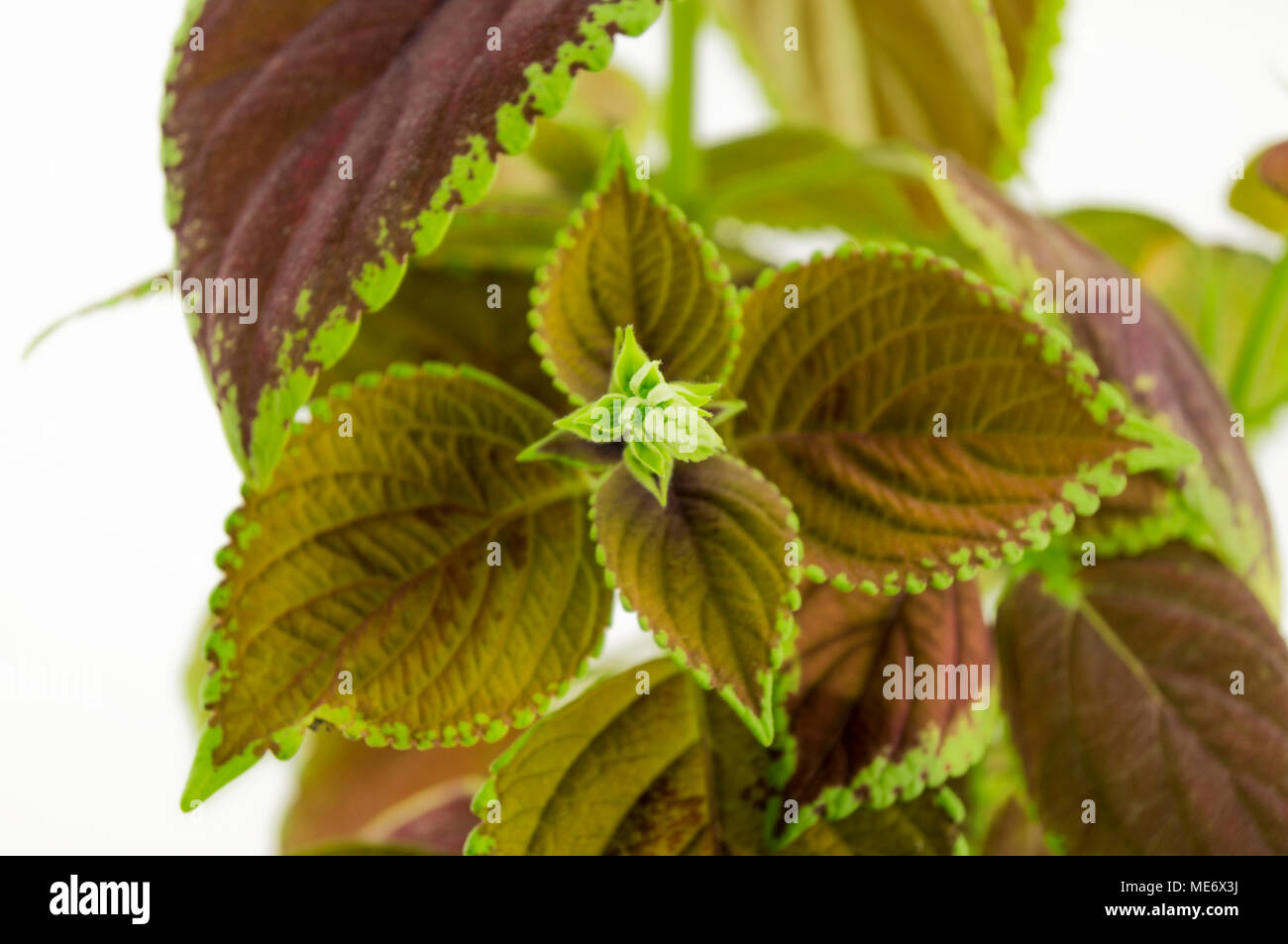Coleus isolated over white background. For your commercial and ...