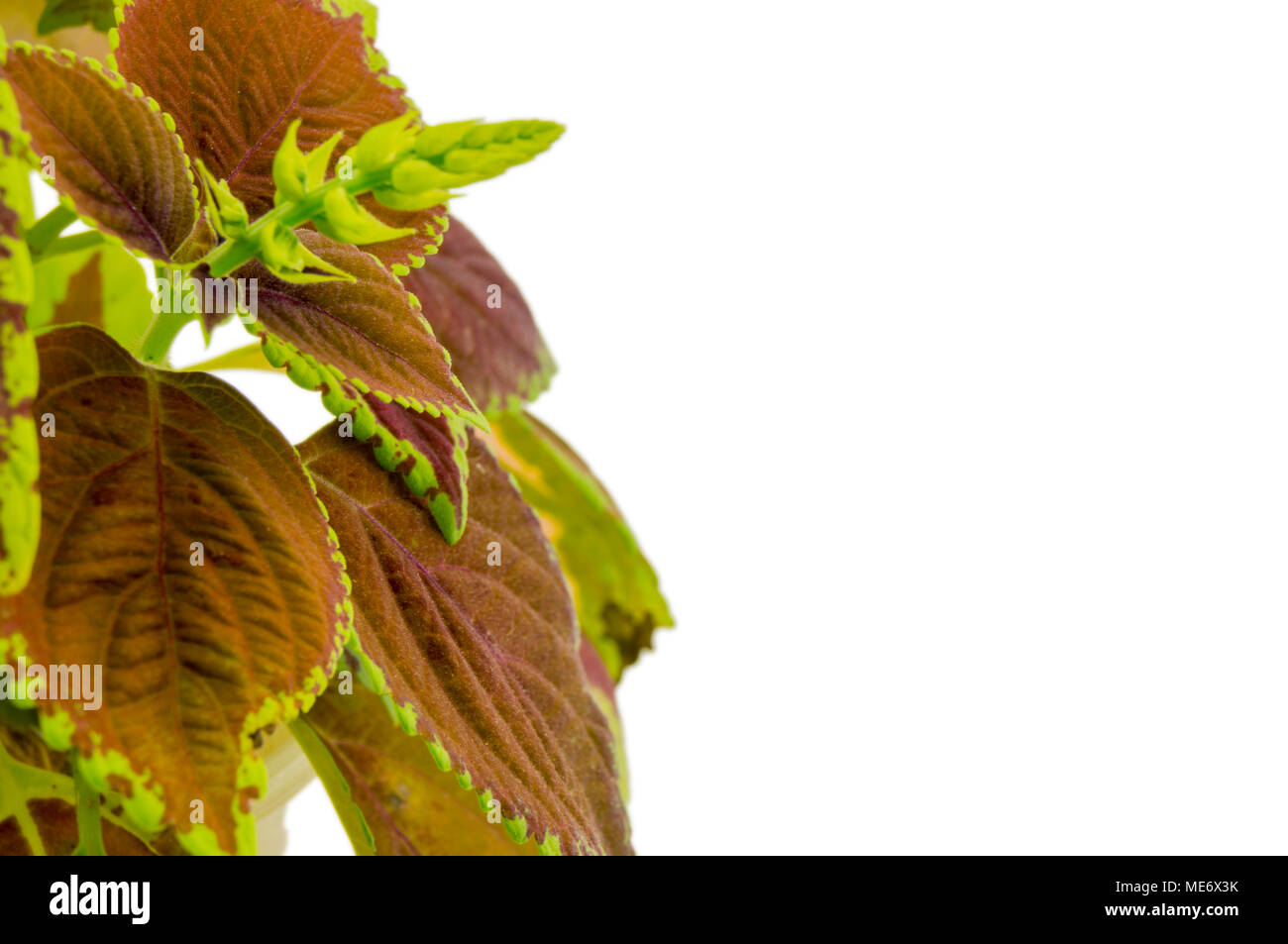 Coleus isolated over white background. For your commercial and ...