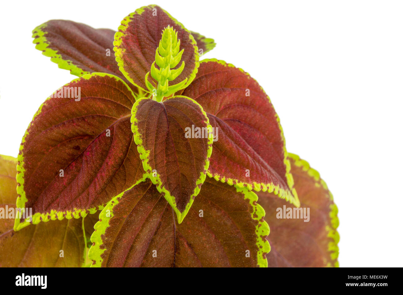 Coleus isolated over white background. For your commercial and ...