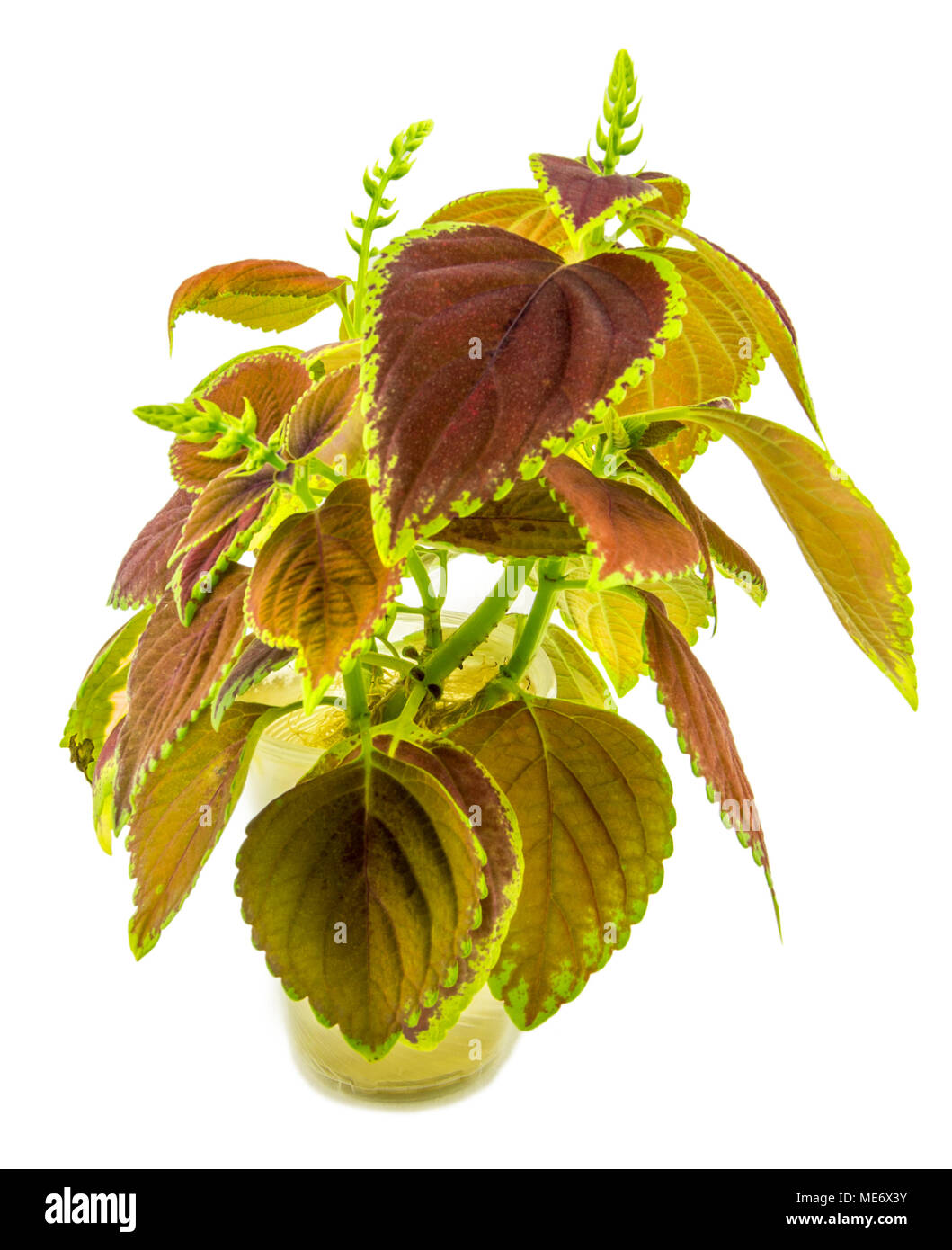 Coleus isolated over white background. For your commercial and ...
