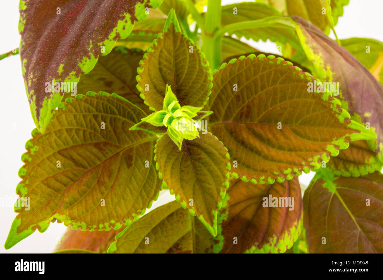 Coleus isolated over white background. For your commercial and ...
