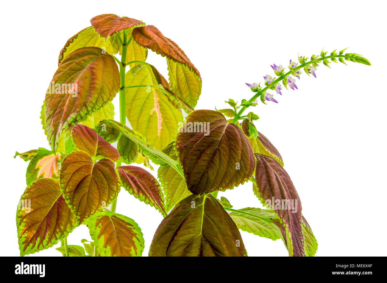 Coleus flowers isolated on white background. For your commercial and ...