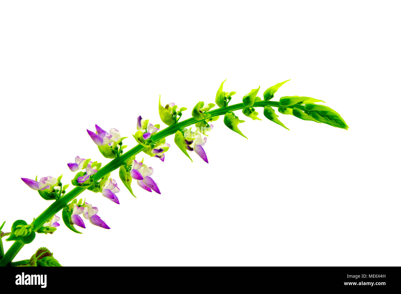 Coleus flowers isolated on white background. For your commercial and ...