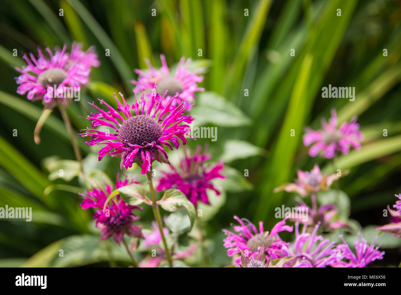 English Country Garden provides the perfect opportunity to photograph ...