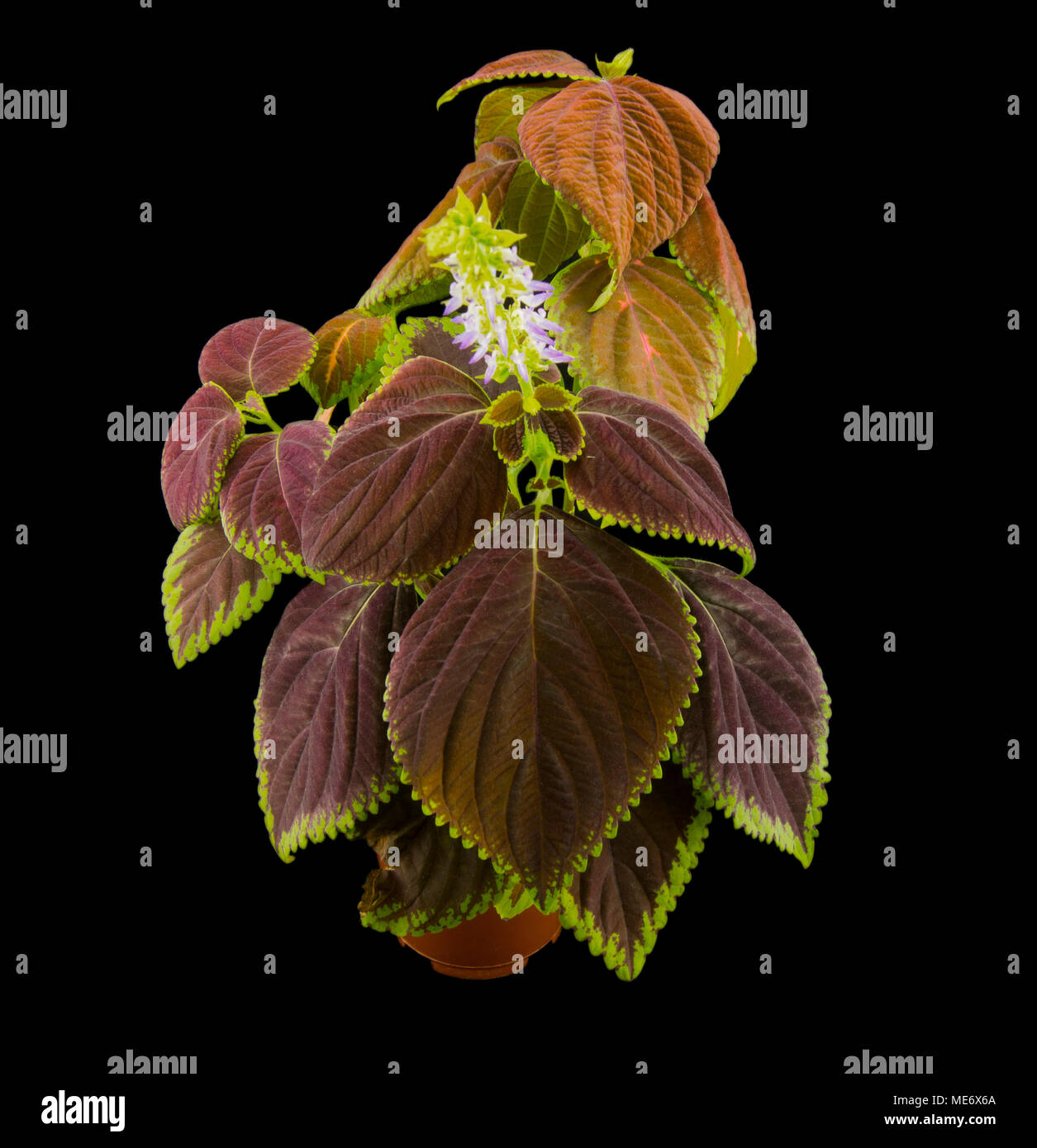 Coleus flowers isolated on black background. For your commercial and ...