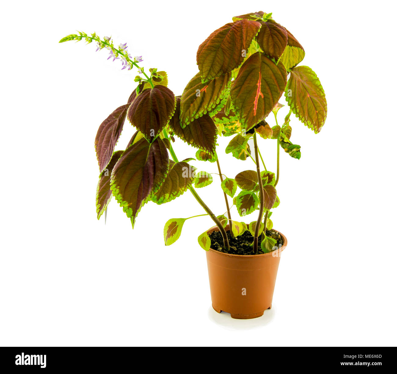 Coleus flowers isolated on white background. For your commercial and ...