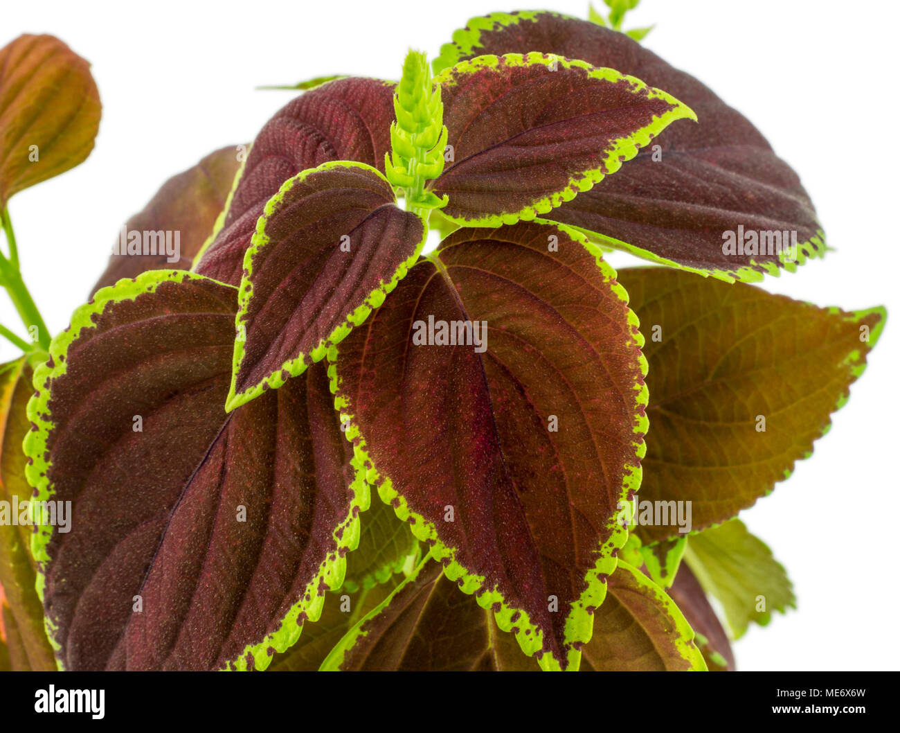 Coleus isolated over white background. For your commercial and ...