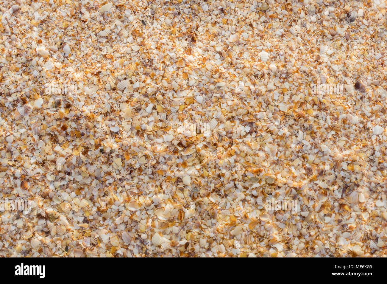 Multiple Seashells High Resolution Stock Photography and Images - Alamy